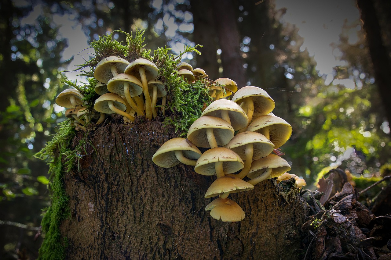 Champignons Forêt Tombe La - Photo gratuite sur Pixabay - Pixabay