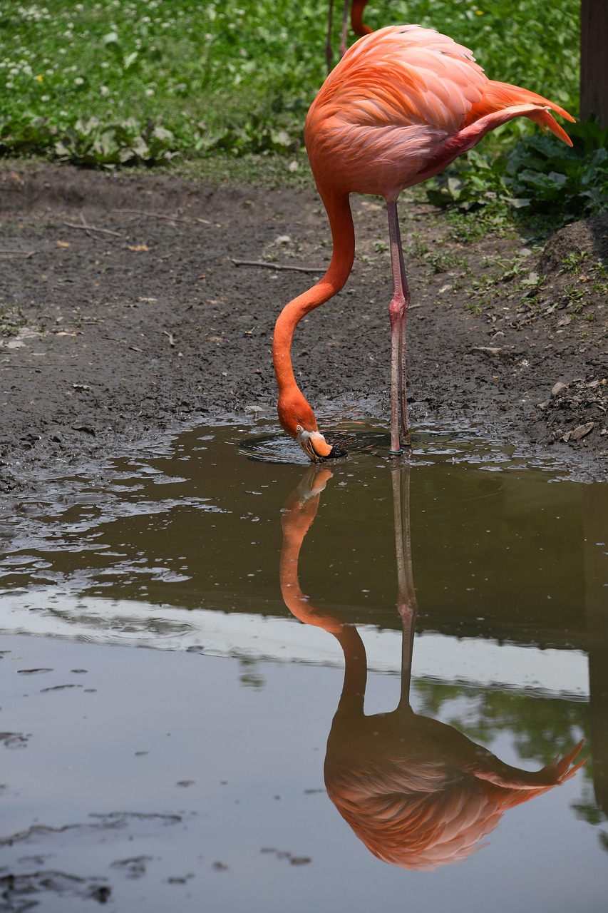 Flamingo Bird Zoo - Free photo on Pixabay - Pixabay
