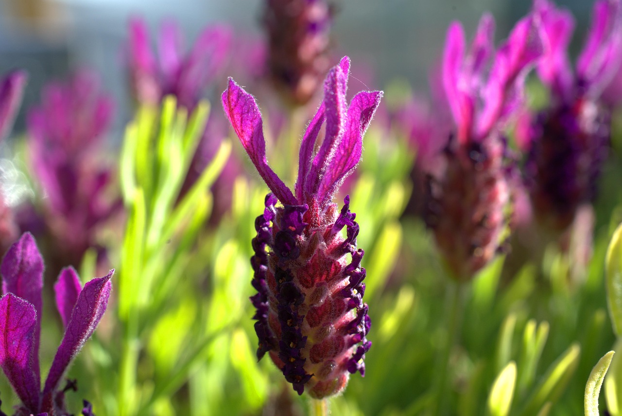 Lavender Flower Blossom - Free photo on Pixabay - Pixabay