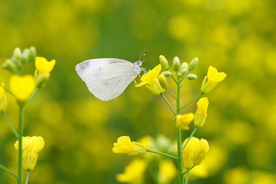 Butterfly Yellow Flower - Free photo on Pixabay