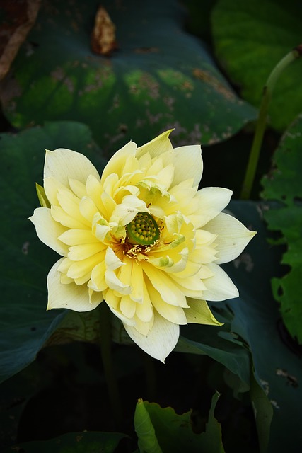 30,000+ Free Golden Lotus & Lotus Images - Pixabay
