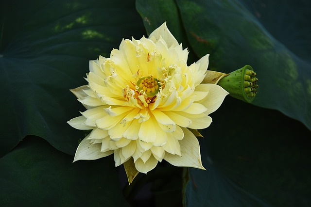 30,000+ Free Golden Lotus & Lotus Images - Pixabay