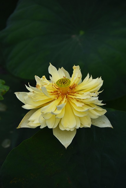 50+ Free Golden Lotus & Lotus Images - Pixabay