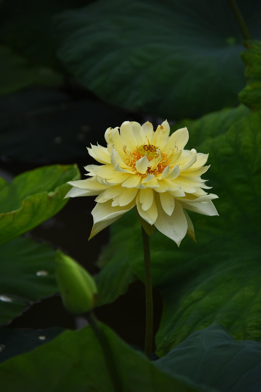 Golden Lotus Dress Lake - Free photo on Pixabay - Pixabay
