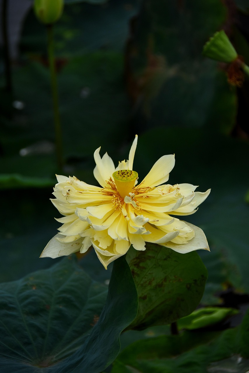 Golden Lotus Šaty Jezero - Fotografie zdarma na Pixabay - Pixabay