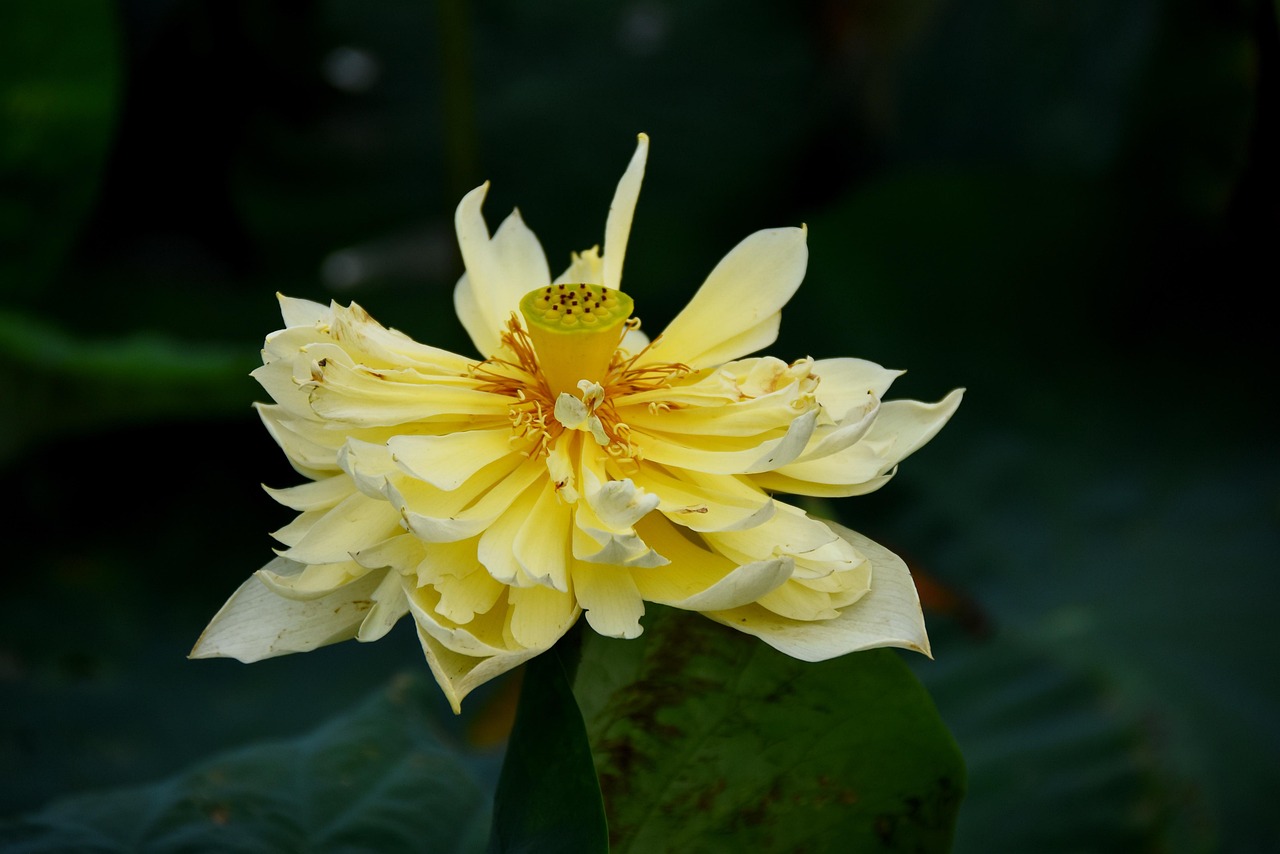 30,000+ Free Golden Lotus & Lotus Images - Pixabay