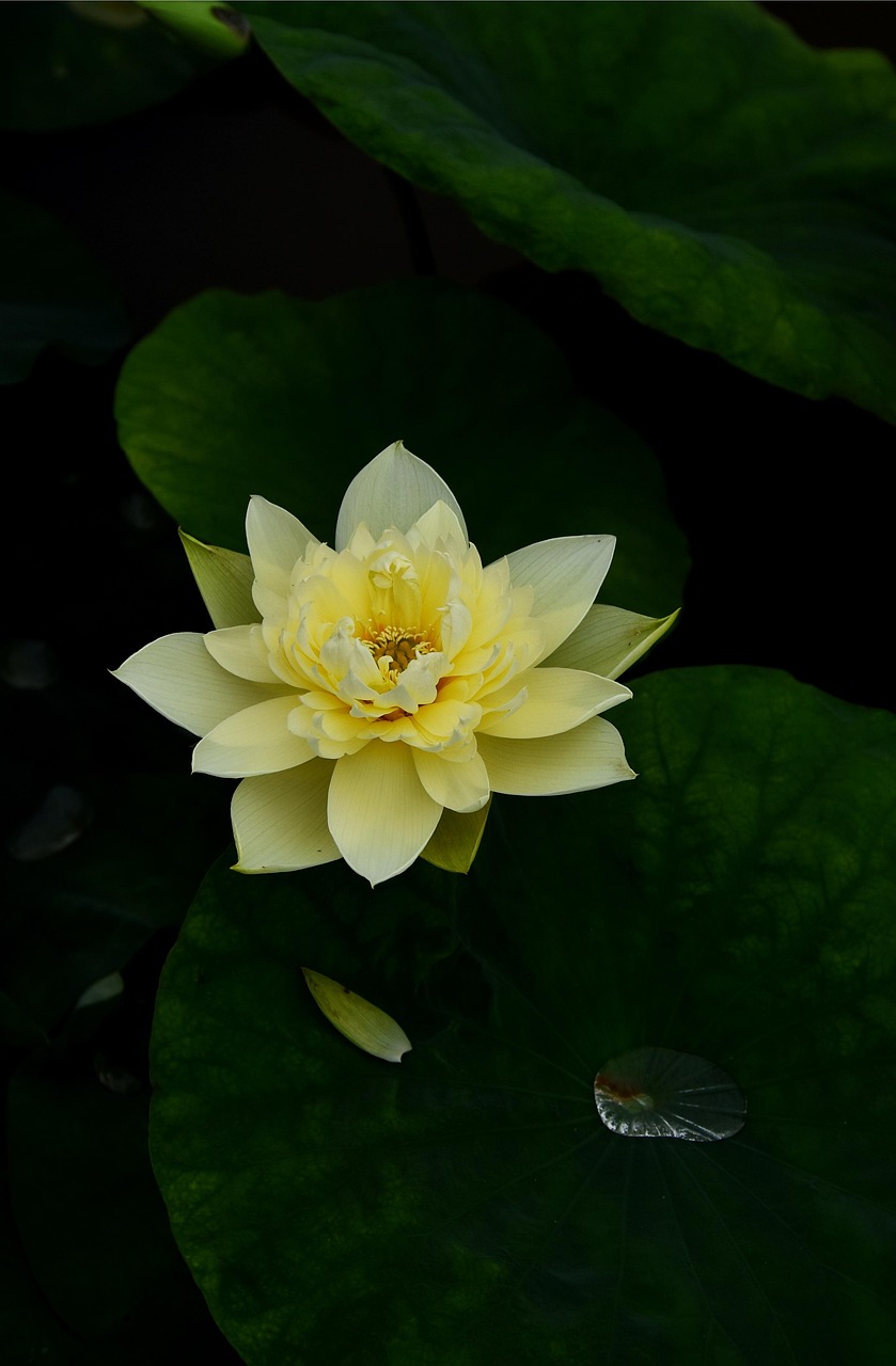 50+ Free Golden Lotus & Lotus Images - Pixabay