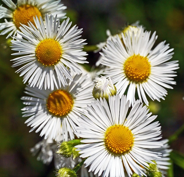 Plus de 70 000 images de Fleurs Sauvages Au Bord De La Route et de ...