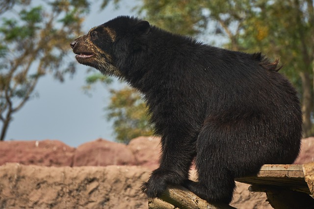 Más de 7 000 imágenes gratis de Oso De Anteojos y Oso Pardo - Pixabay