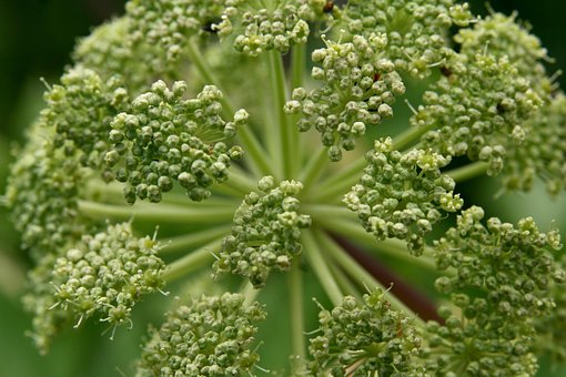 40+ Free Angelica & Plant Photos - Pixabay