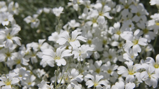 Cerastium Tomentosum White - Free photo on Pixabay