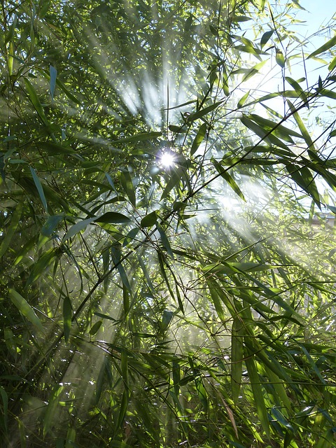 Bamboo Against The Light Smoke - Free photo on Pixabay - Pixabay