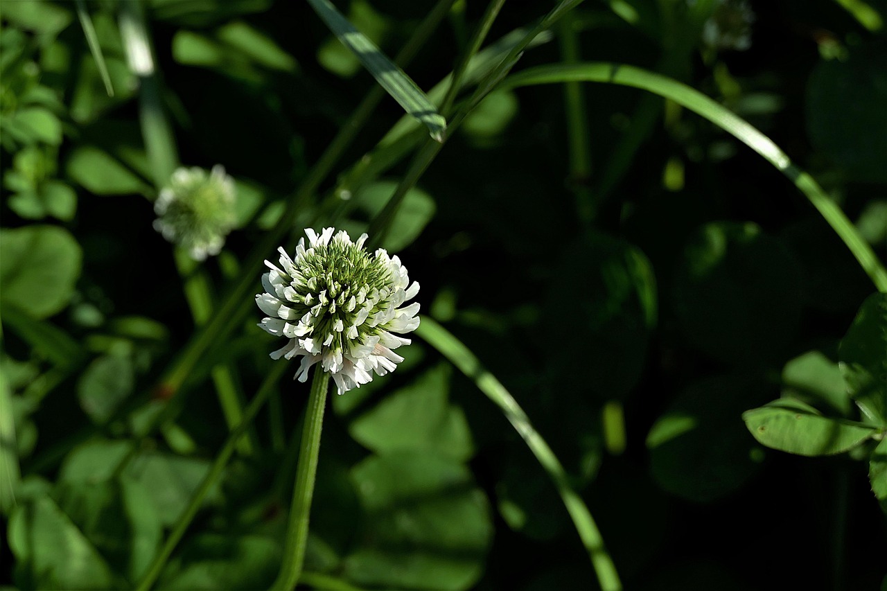 White Clover Flowers Plants Dutch - Free photo on Pixabay