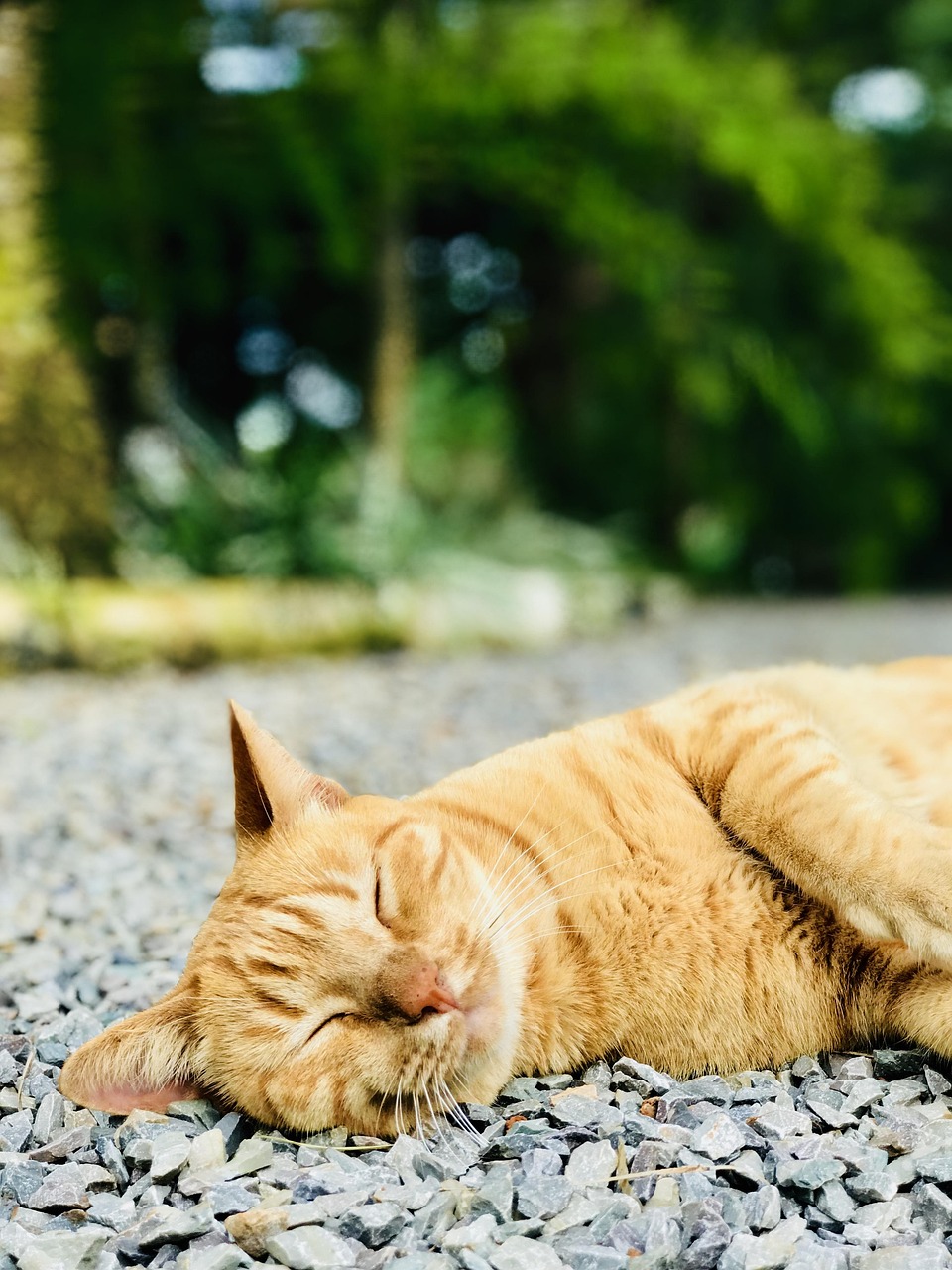 Gato Natureza Animal Animais - Foto gratuita no Pixabay - Pixabay