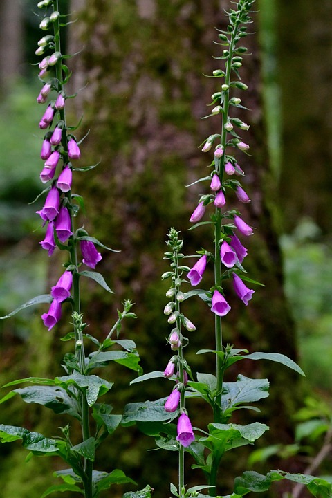 Foxglove Tree Forest - Free photo on Pixabay