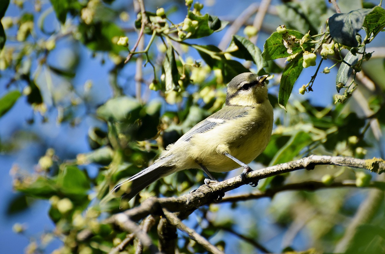 Songbird Bird Small - Free photo on Pixabay