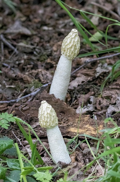 Fungus Stinkhorn Rotting - Free photo on Pixabay