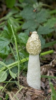 10+ Free Stinkhorn Fungus & Stinkhorn Images - Pixabay