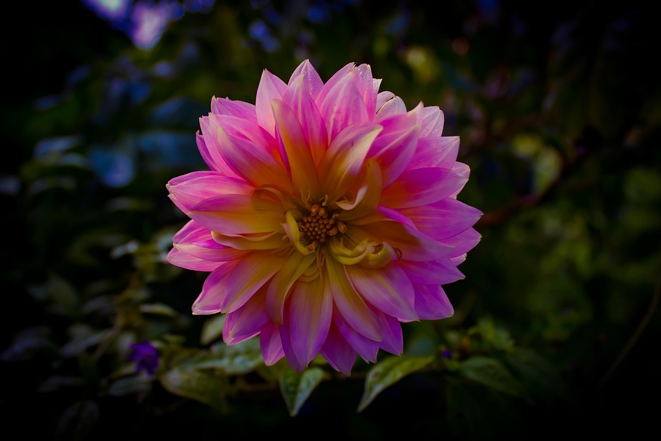 Flower Bunga Indah - Foto gratis di Pixabay