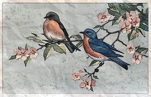 10+ Free Eastern Blue Bird & Eastern Bluebird Images - Pixabay