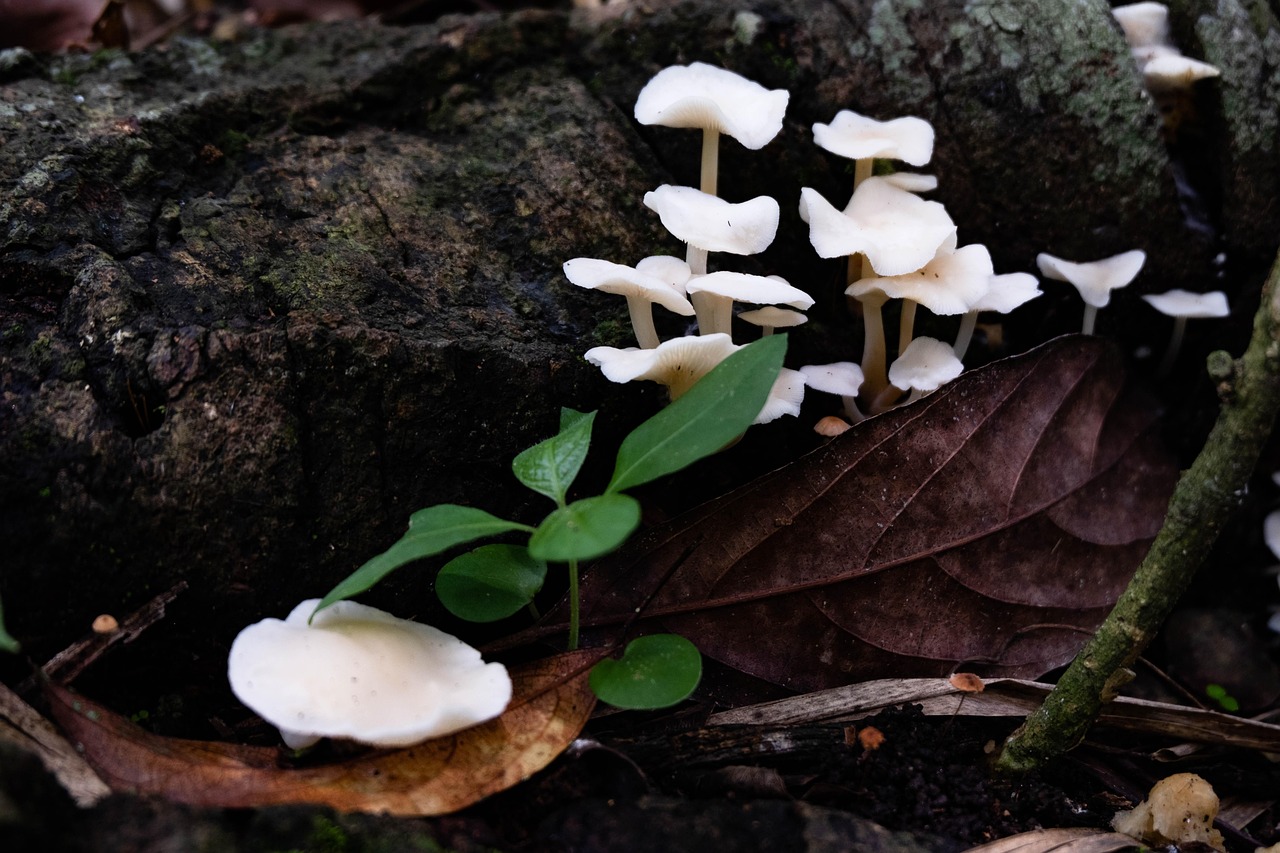 Cogumelo Natureza As Florestas - Foto gratuita no Pixabay - Pixabay