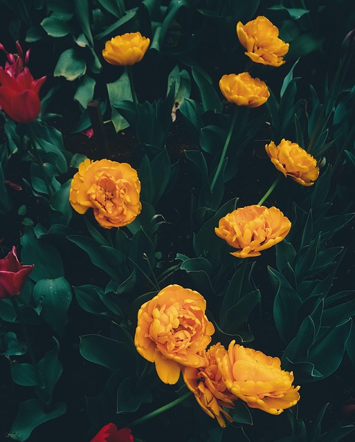 Tulipanes Flores Amarillo - Foto gratis en Pixabay - Pixabay
