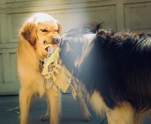 Dogs Snarling Aggressive - Free photo on Pixabay