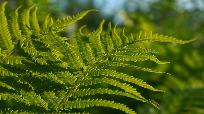 Feto Imagens - Baixe imagens grátis - Pixabay
