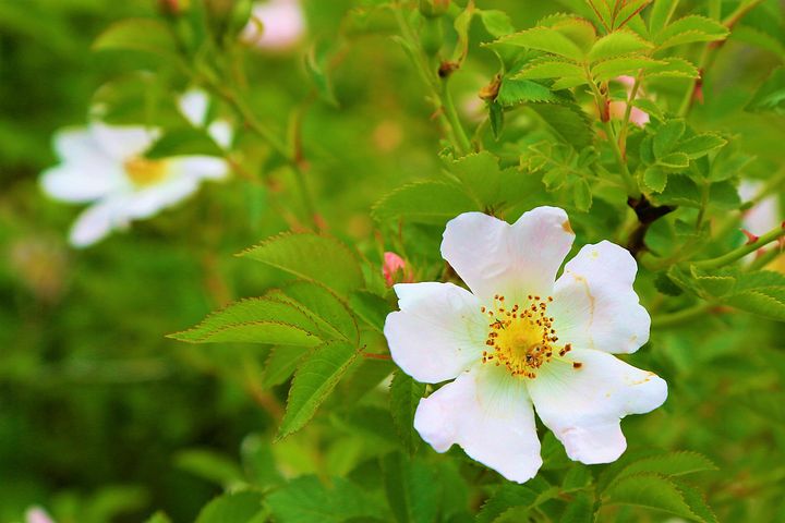 100+ Free Rosehips & Rosehip Photos - Pixabay