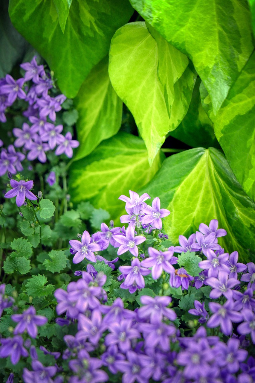 Ivy Plant Climber - Free photo on Pixabay - Pixabay