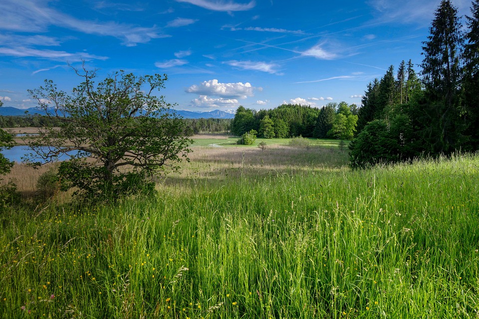 Foothills Grass Meadow - Free photo on Pixabay - Pixabay