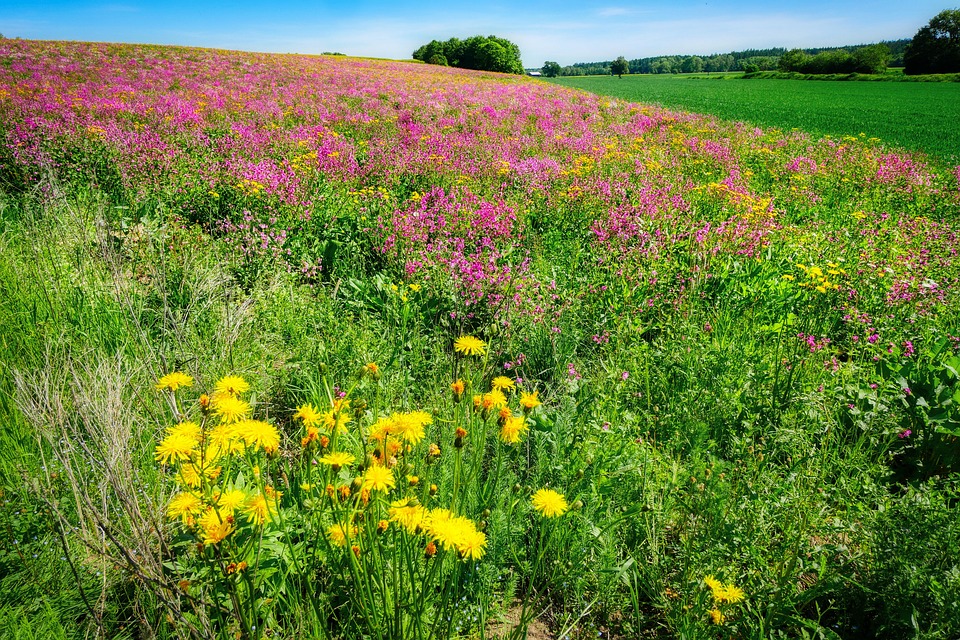 Pasture Meadow Flower - Free photo on Pixabay