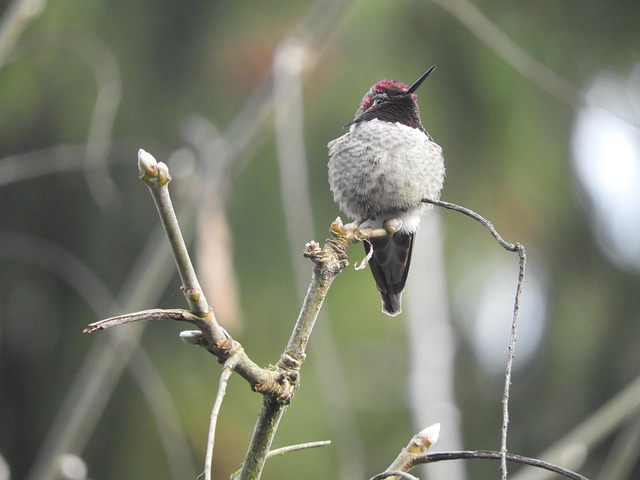 Anna Hummingbird Wa State Burung - Foto gratis di Pixabay - Pixabay