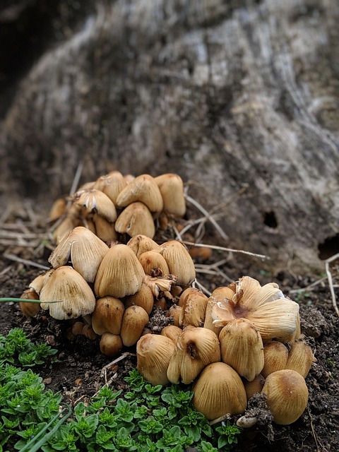 Champignon Nature Forêt - Photo gratuite sur Pixabay - Pixabay