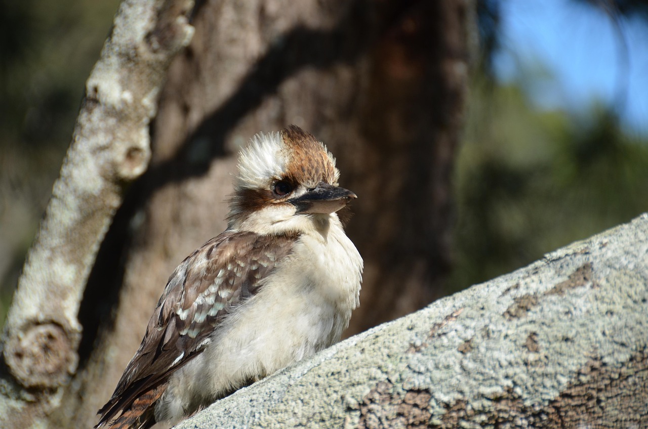 200+ Free Kookaburra & Bird Images - Pixabay