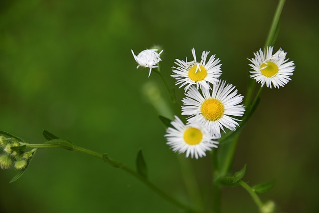 Áster Branco Flor Flores - Foto gratuita no Pixabay - Pixabay