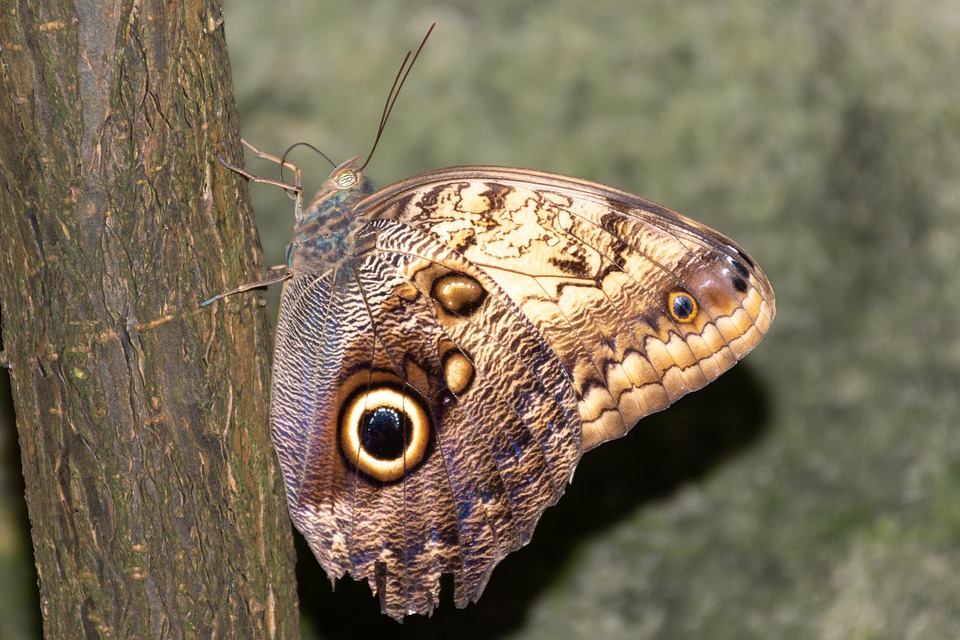 Butterfly Butterflies Nature - Free photo on Pixabay