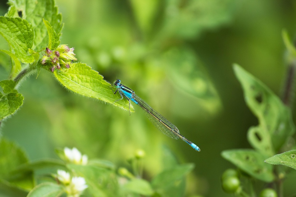 Libellule La Nature Insectes - Photo gratuite sur Pixabay - Pixabay