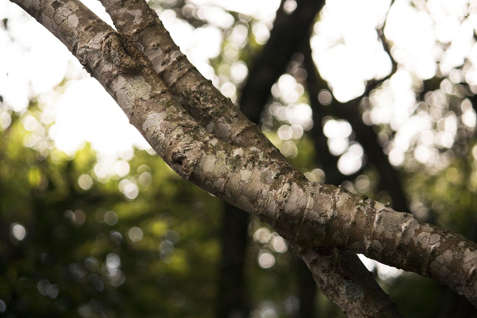 Trunk Tree Wood - Free photo on Pixabay - Pixabay