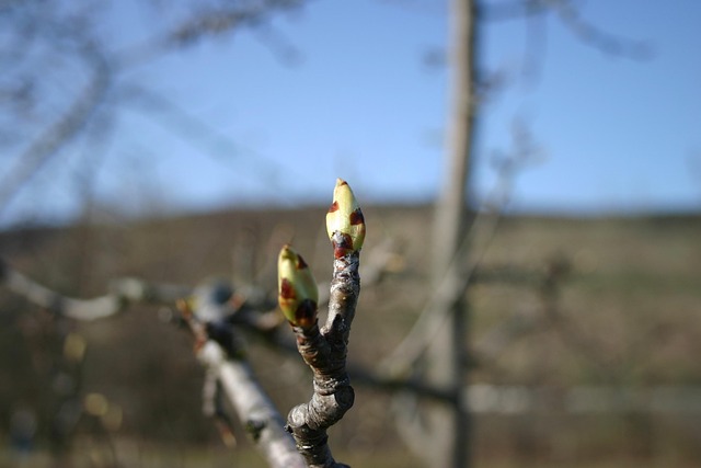Bud Tree Beginning Of Spring - Free photo on Pixabay