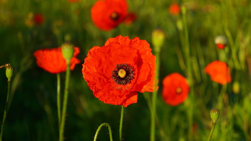 Meer dan 300 gratis afbeeldingen van Klaprozen en Natuur - Pixabay