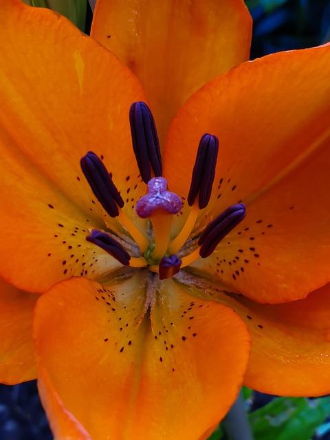 Lily Calyx Pistils Close - Free photo on Pixabay - Pixabay