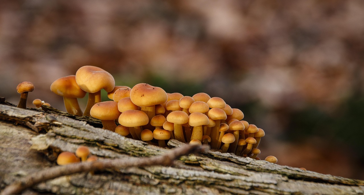 Mushrooms Forest Tree - Free photo on Pixabay - Pixabay