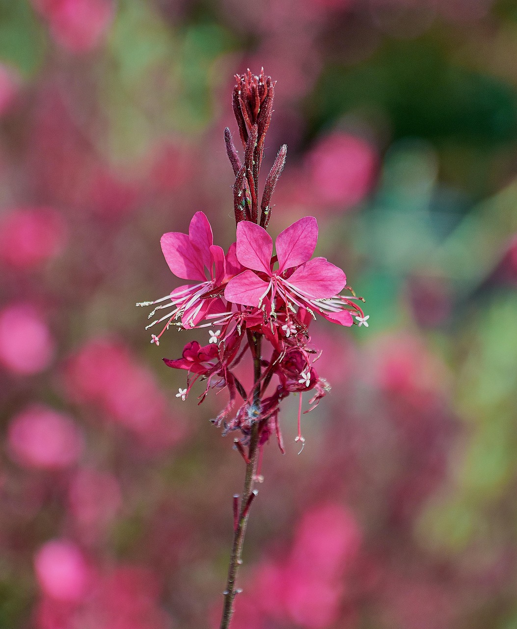 Flower Colour Plant - Free photo on Pixabay - Pixabay