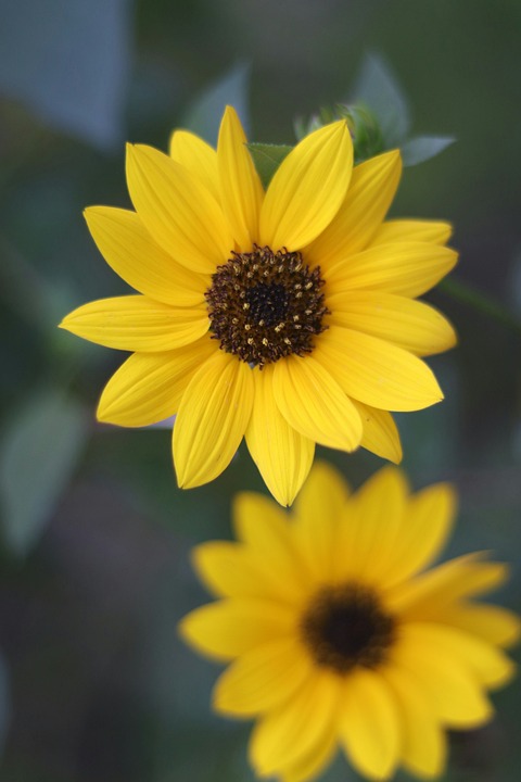 Sunflower Flower Plant Pecos - Free photo on Pixabay