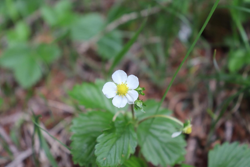 Wildflower Luonne Vuoren Kukka - Ilmainen valokuva Pixabayssa - Pixabay