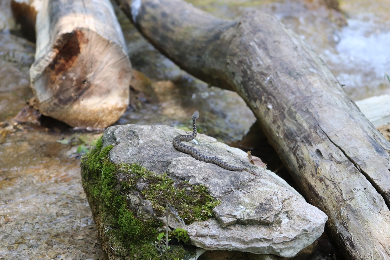 400+ Free Vipers & Snake Images - Pixabay
