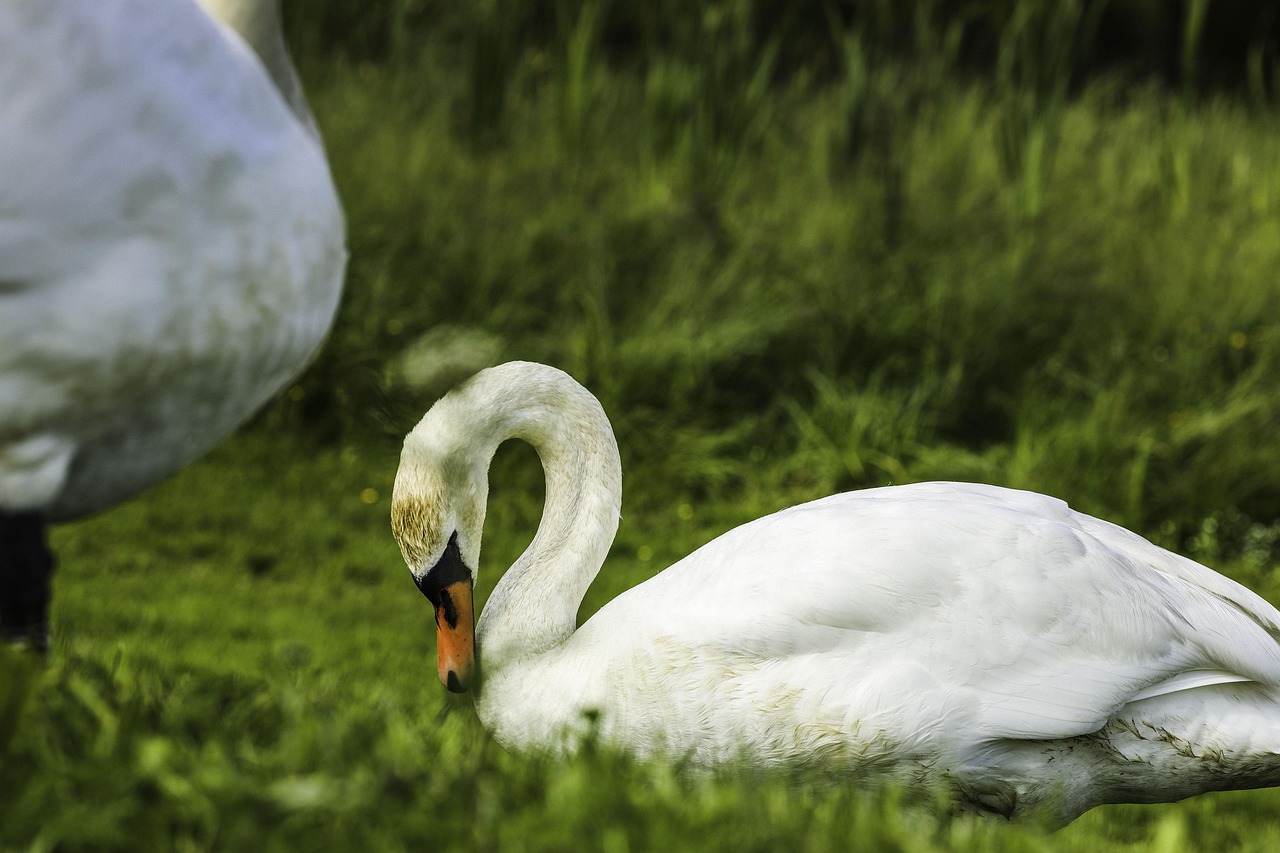 Swan Bird Animal - Free photo on Pixabay - Pixabay