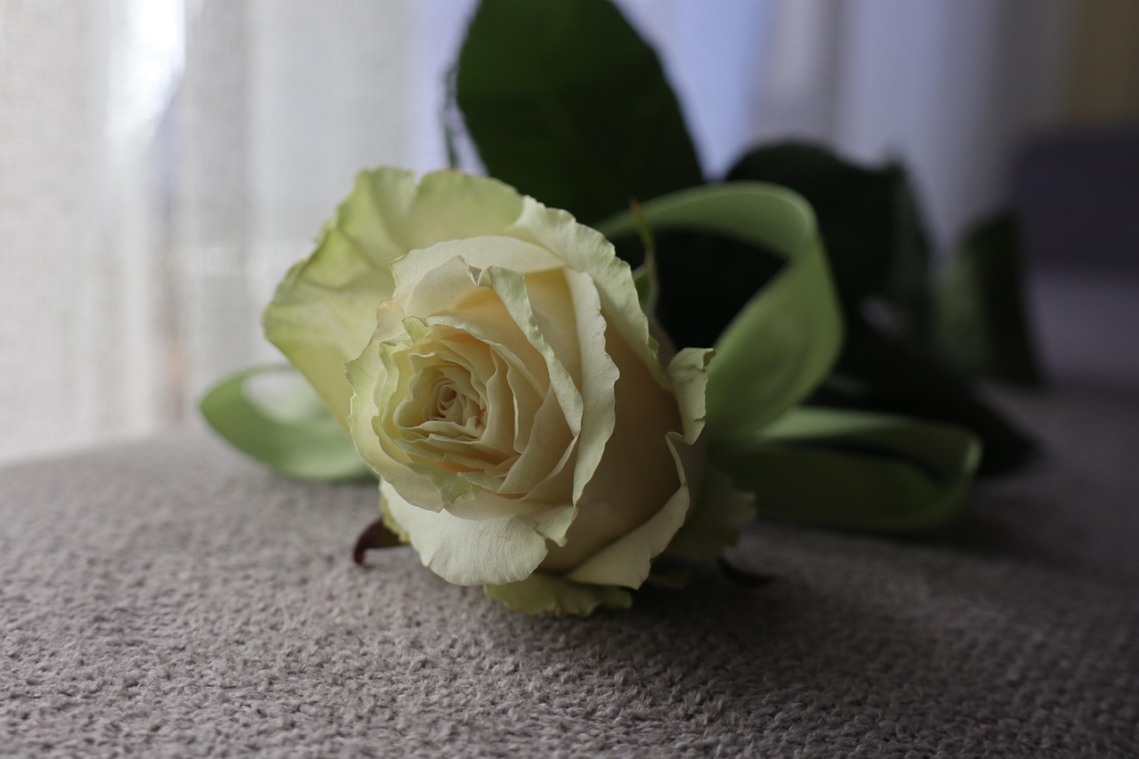 Blume Rose Romantisch Der Geruch - Kostenloses Foto auf Pixabay - Pixabay