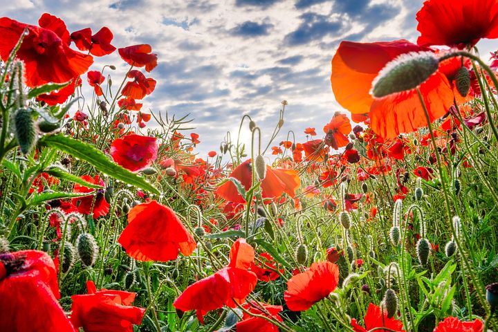 100+ Free English Day & Remembrance Day Photos - Pixabay